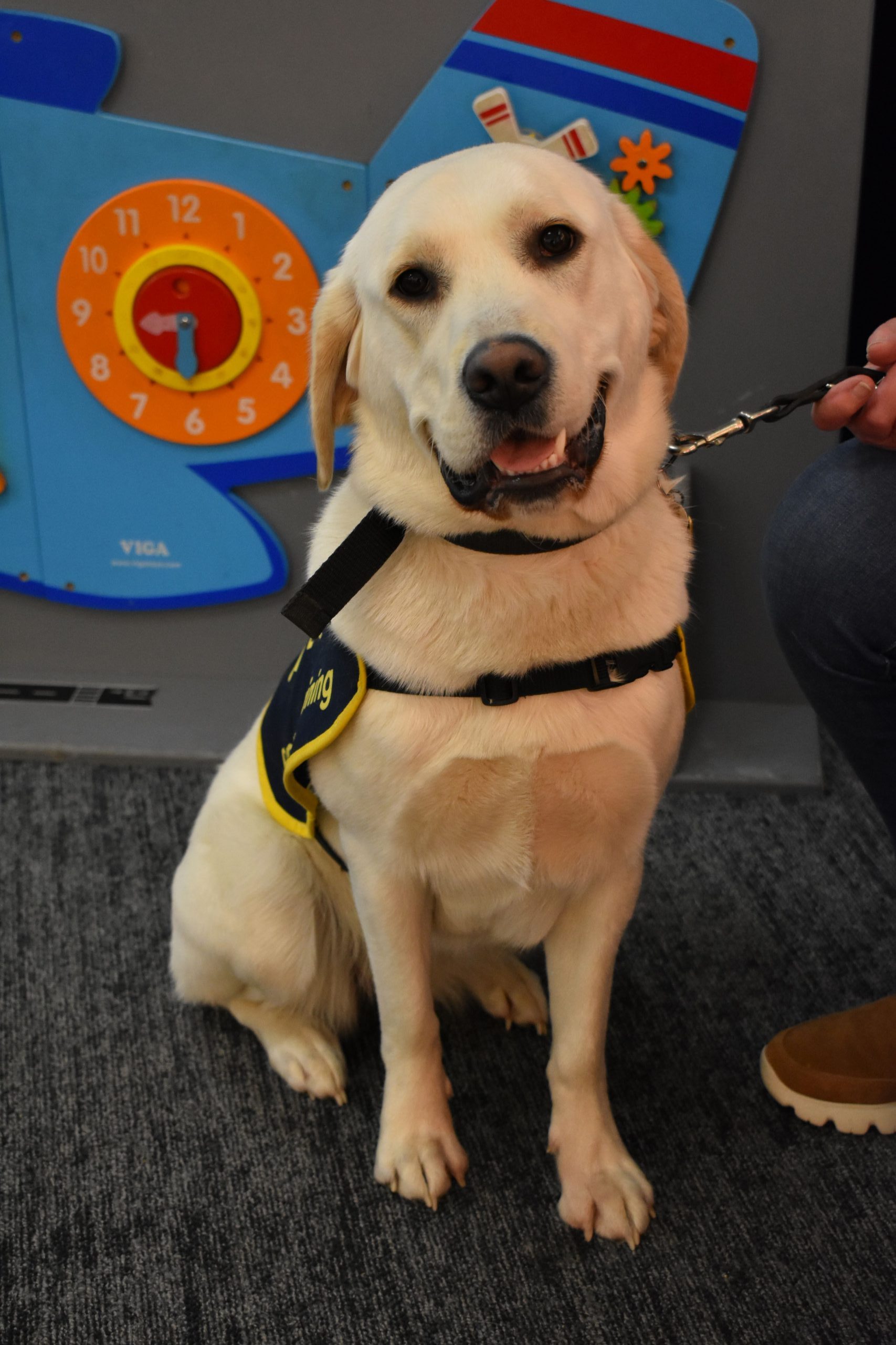 Guide dog puppies' training gets off to a flying start at Exeter ...
